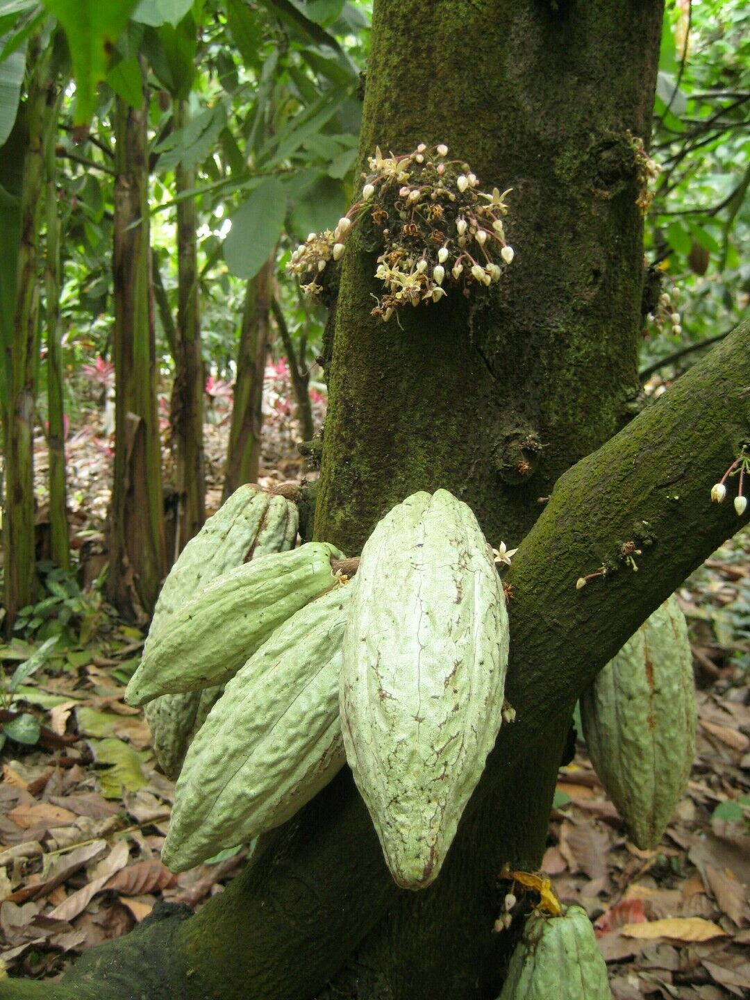 Cacao ceremony with Street Wisdom and authentic Aztec drinking chocolate