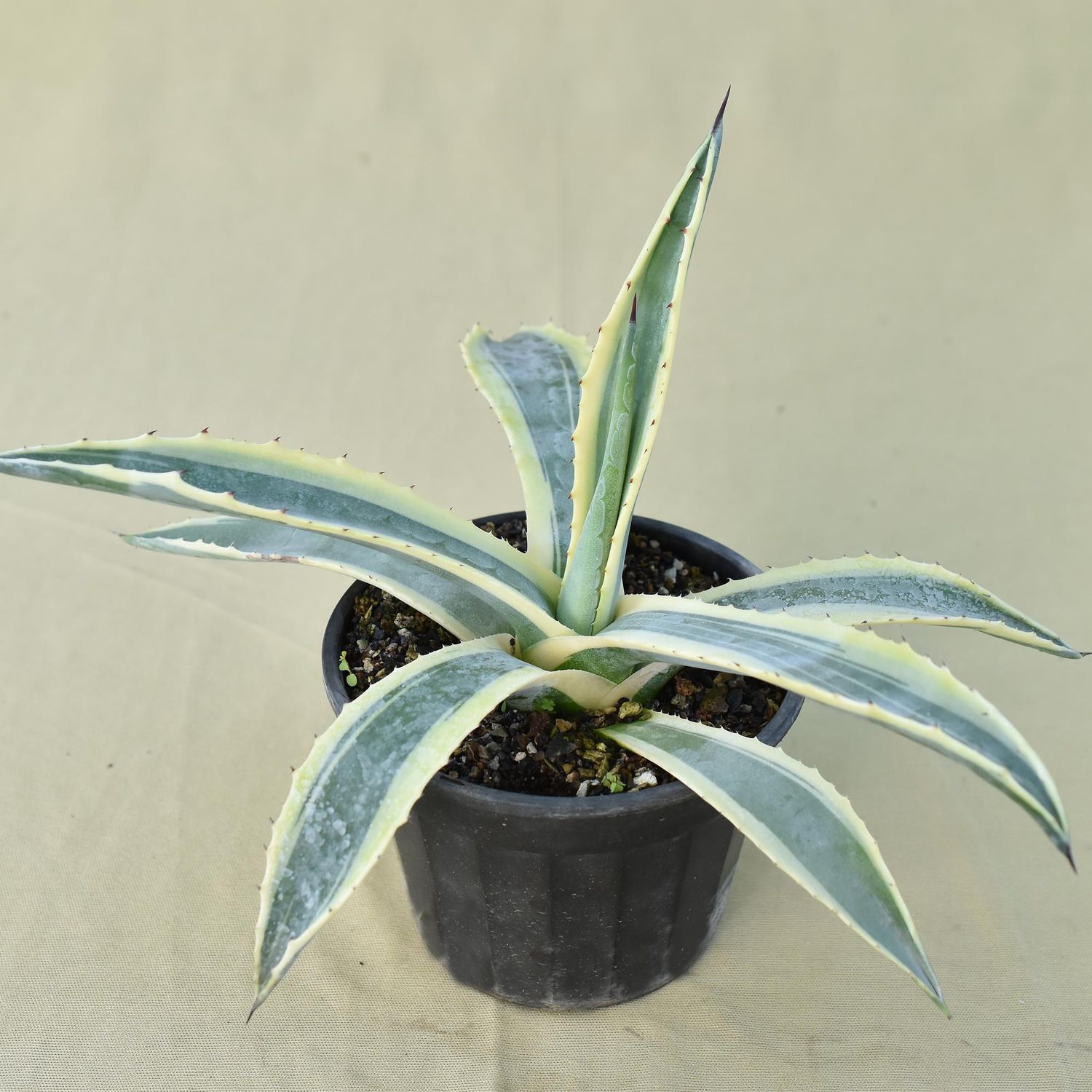 Agave Americana 'Marginata Aurea' - Shop - Plantae Paradise
