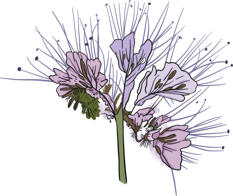 Phacelia Flower (Blue Tansy)
