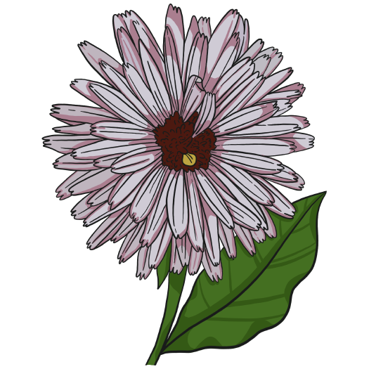 Strawberry Blonde Calendula