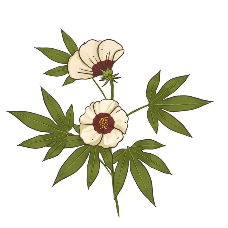 Kenaf (Hibiscus cannabinus L.)
