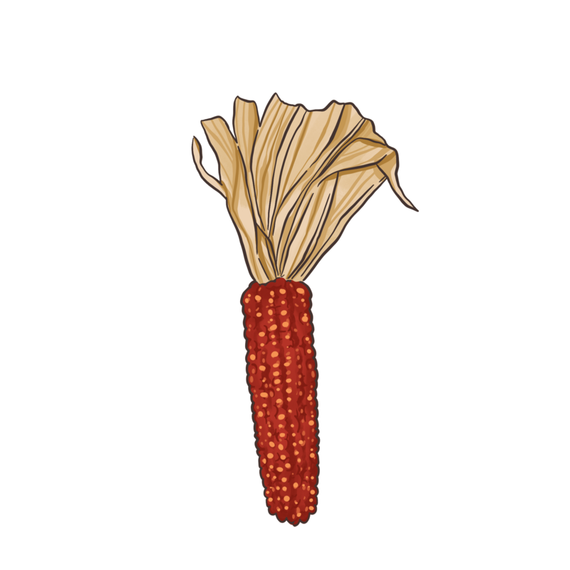 Floriani Red Flint corn