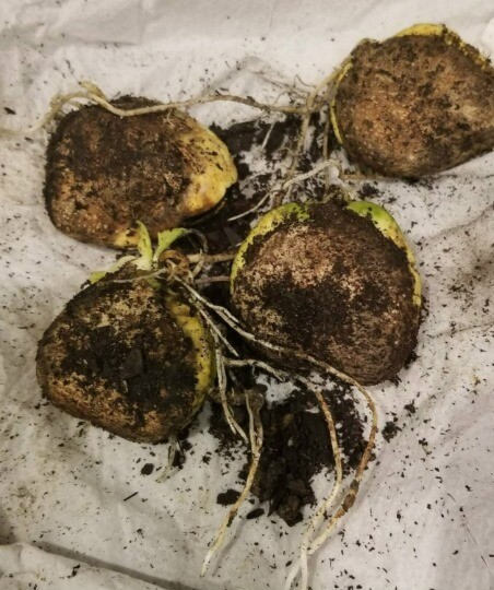 3 Ugu Seeds-Rooted/Germinated (Telfairia Occidentalis)