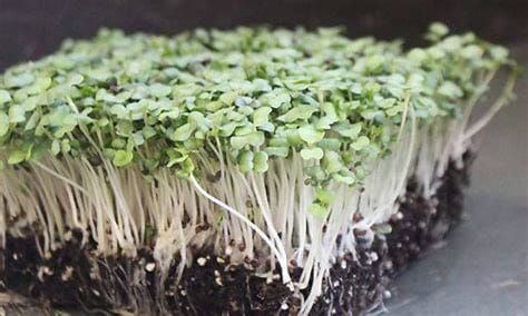 TURNIP MICROGREENS 1.5 Qt.