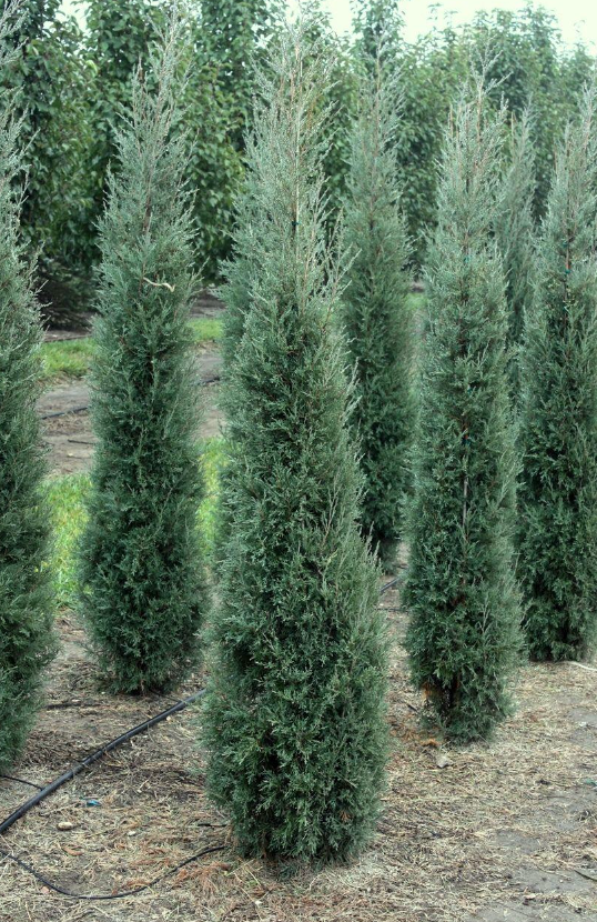 Juniperus virginiana 'Taylor', Eastern Red Cedar