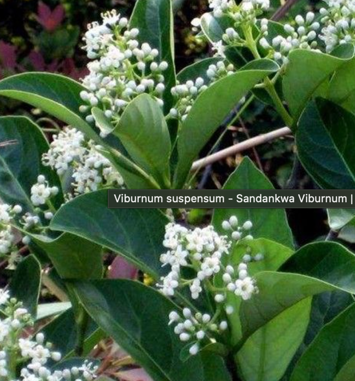 Wholesale Nursery | Lakeland, Florida | 863-858-2211