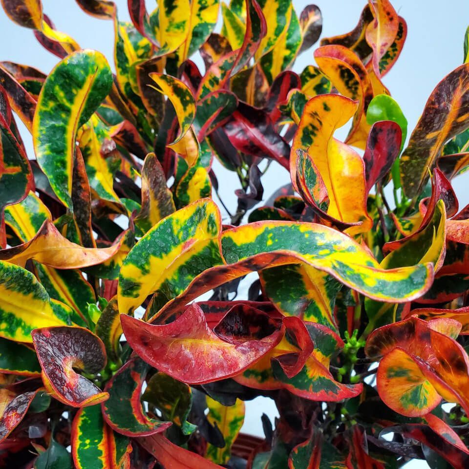 Wholesale Nursery | Lakeland, Florida | 863-858-2211
