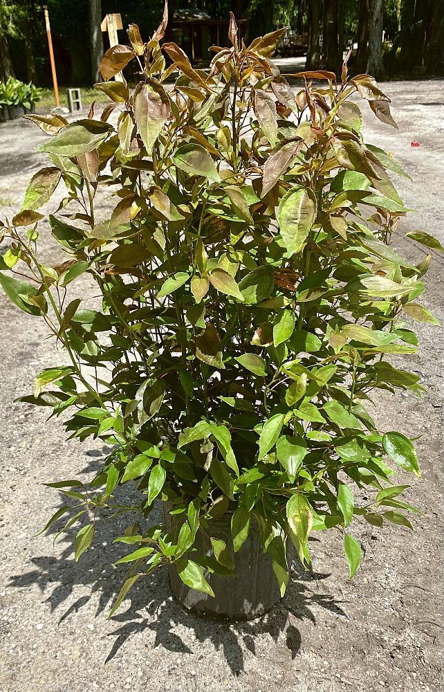 Wholesale Nursery | Lakeland, Florida | 863-858-2211