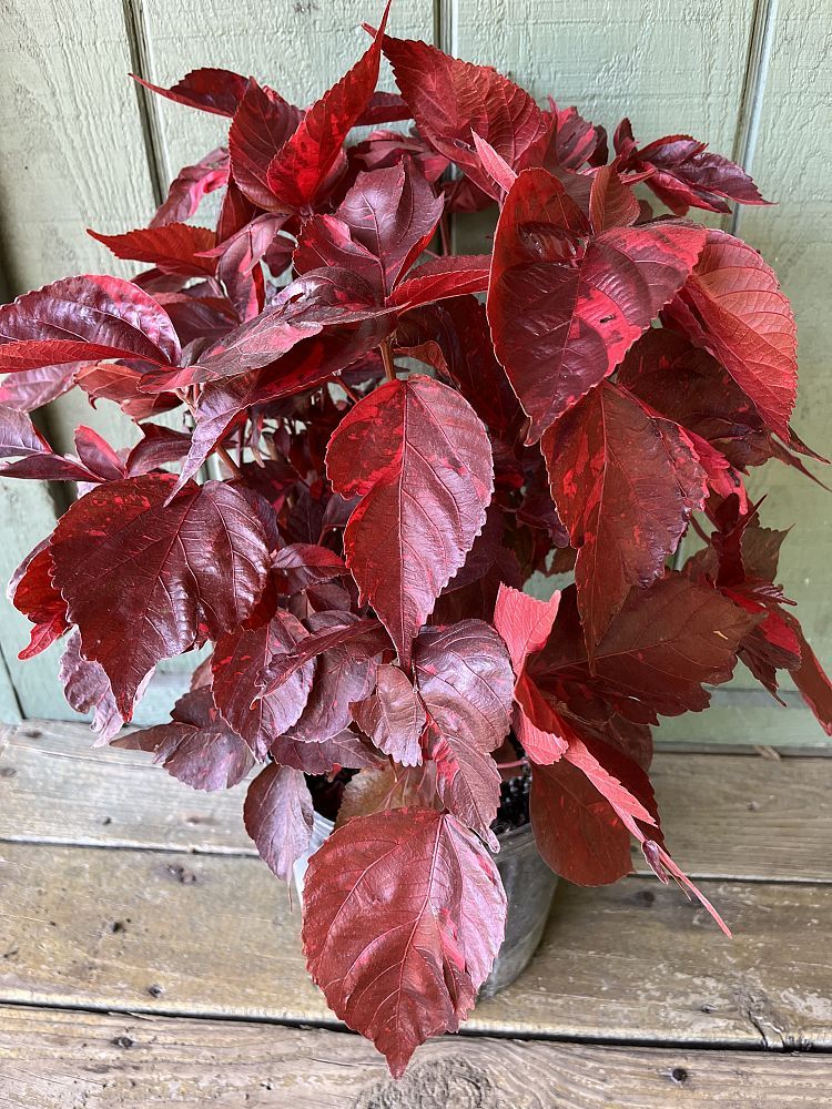 Wholesale Nursery | Lakeland, Florida | 863-858-2211