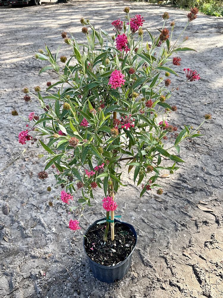 Wholesale Nursery | Lakeland, Florida | 863-858-2211