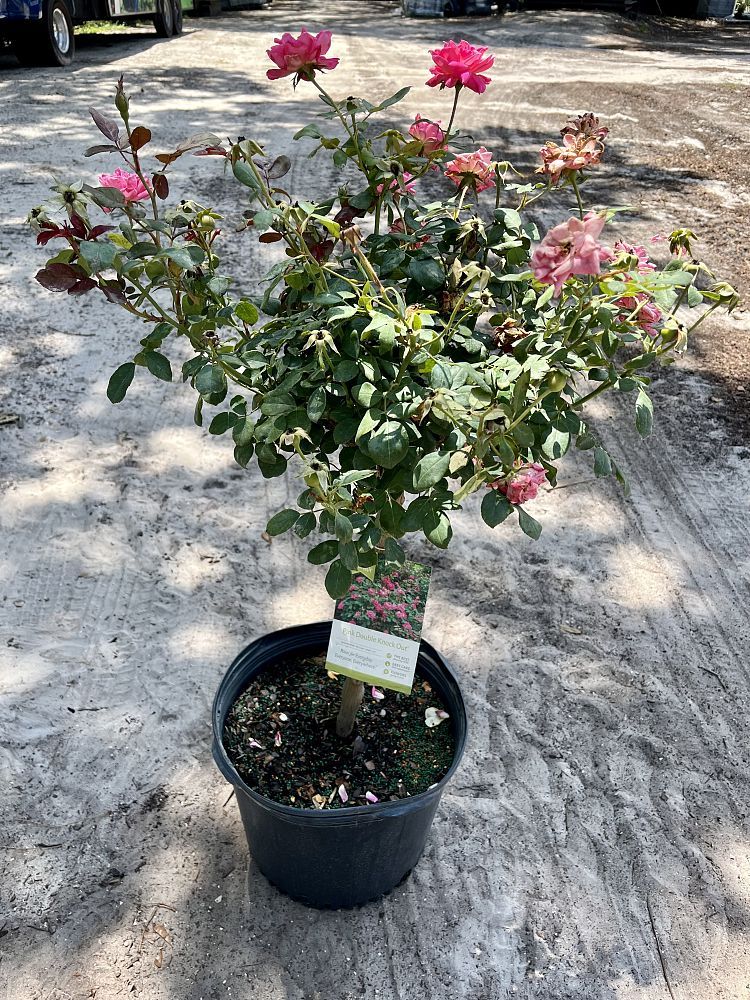 Wholesale Nursery | Lakeland, Florida | 863-858-2211