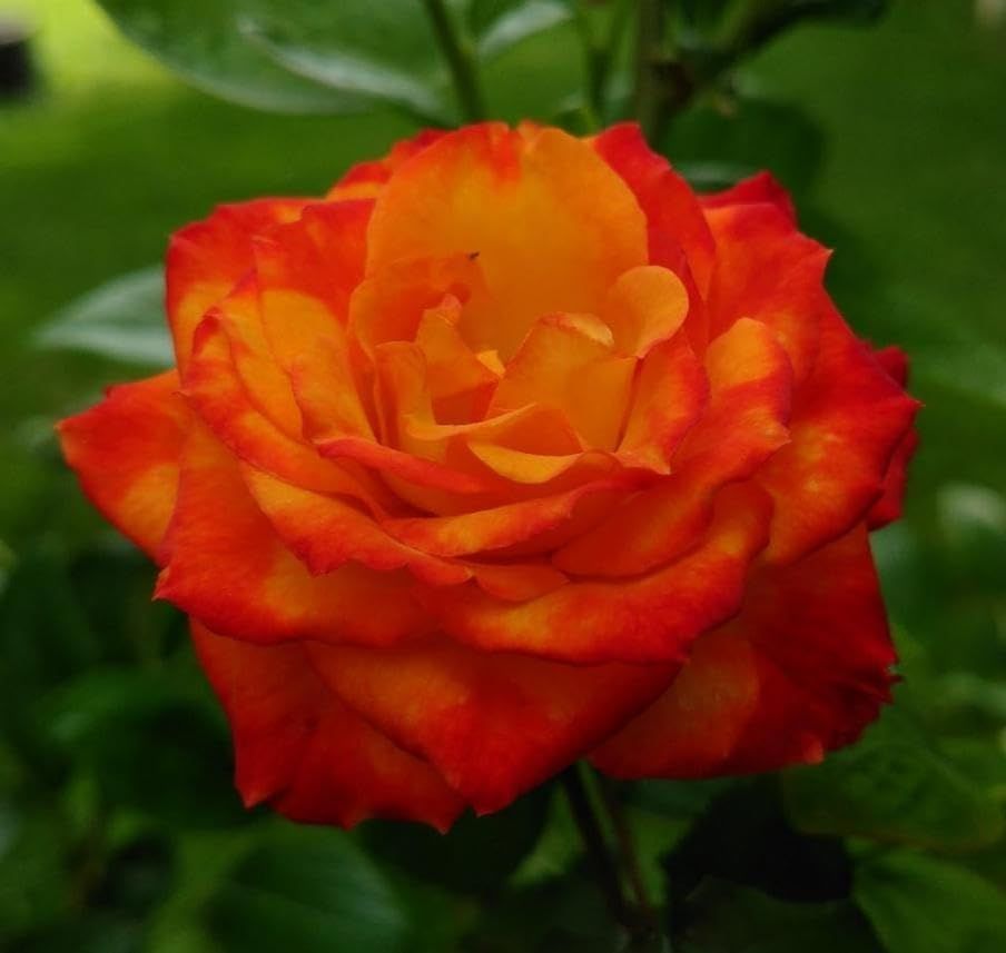 Wholesale Nursery | Lakeland, Florida | 863-858-2211