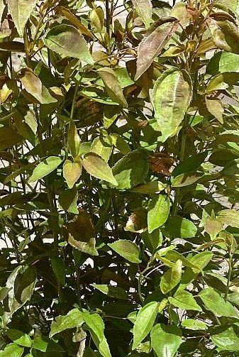 Wholesale Nursery | Lakeland, Florida | 863-858-2211