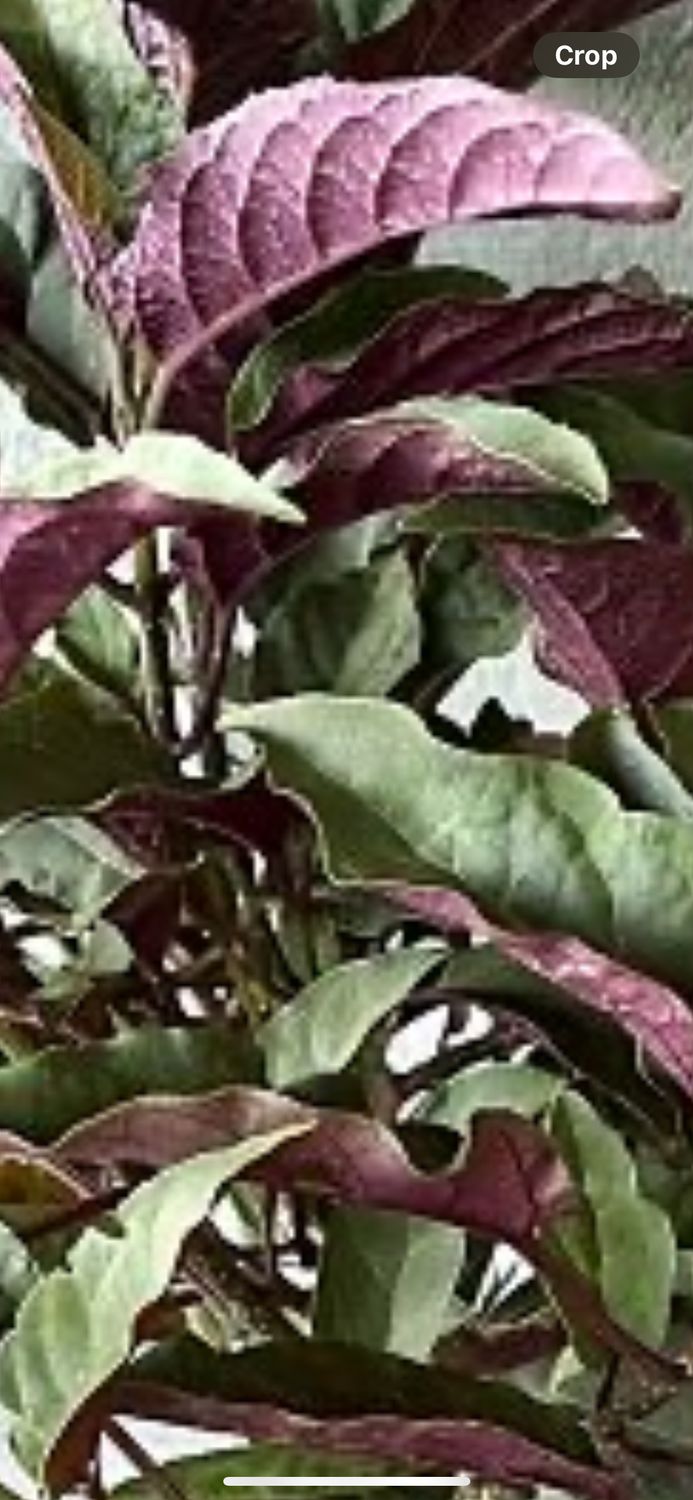 Wholesale Nursery | Lakeland, Florida | 863-858-2211