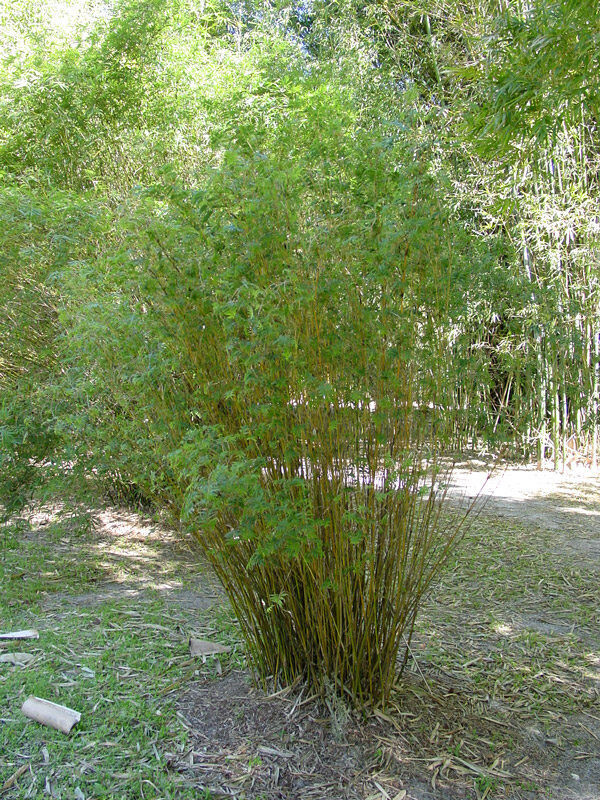 PLANTWORX NURSERY | UPDATED DAILY