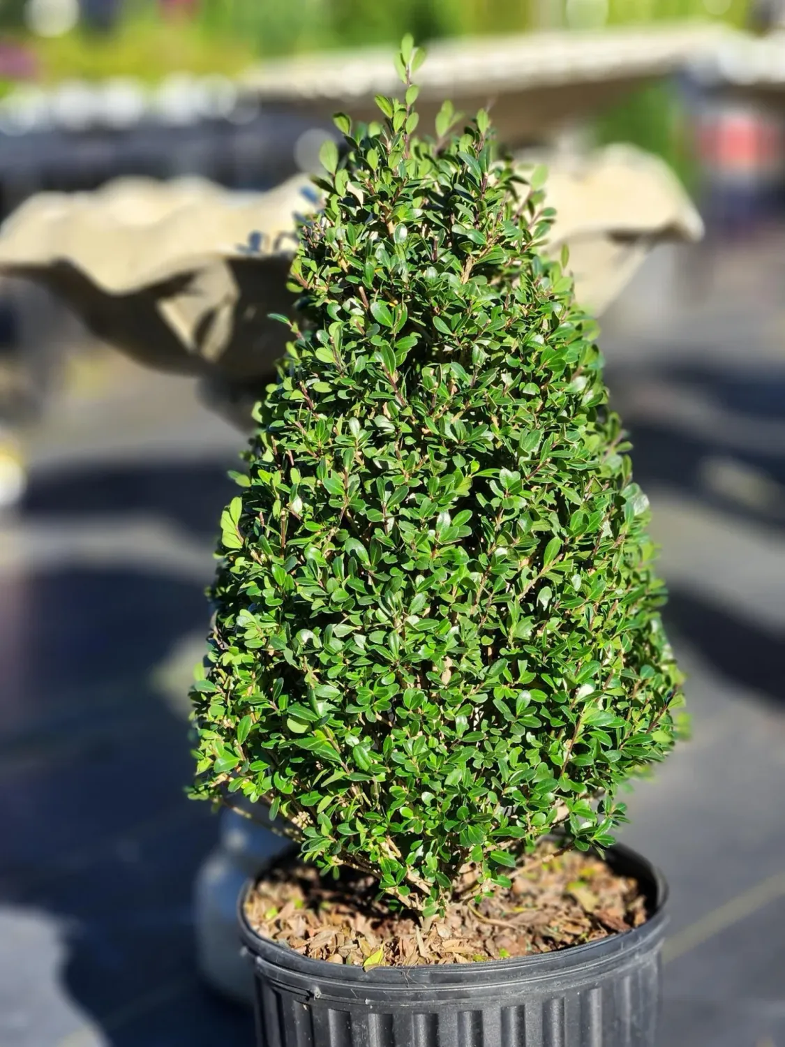 PLANTWORX NURSERY | UPDATED DAILY