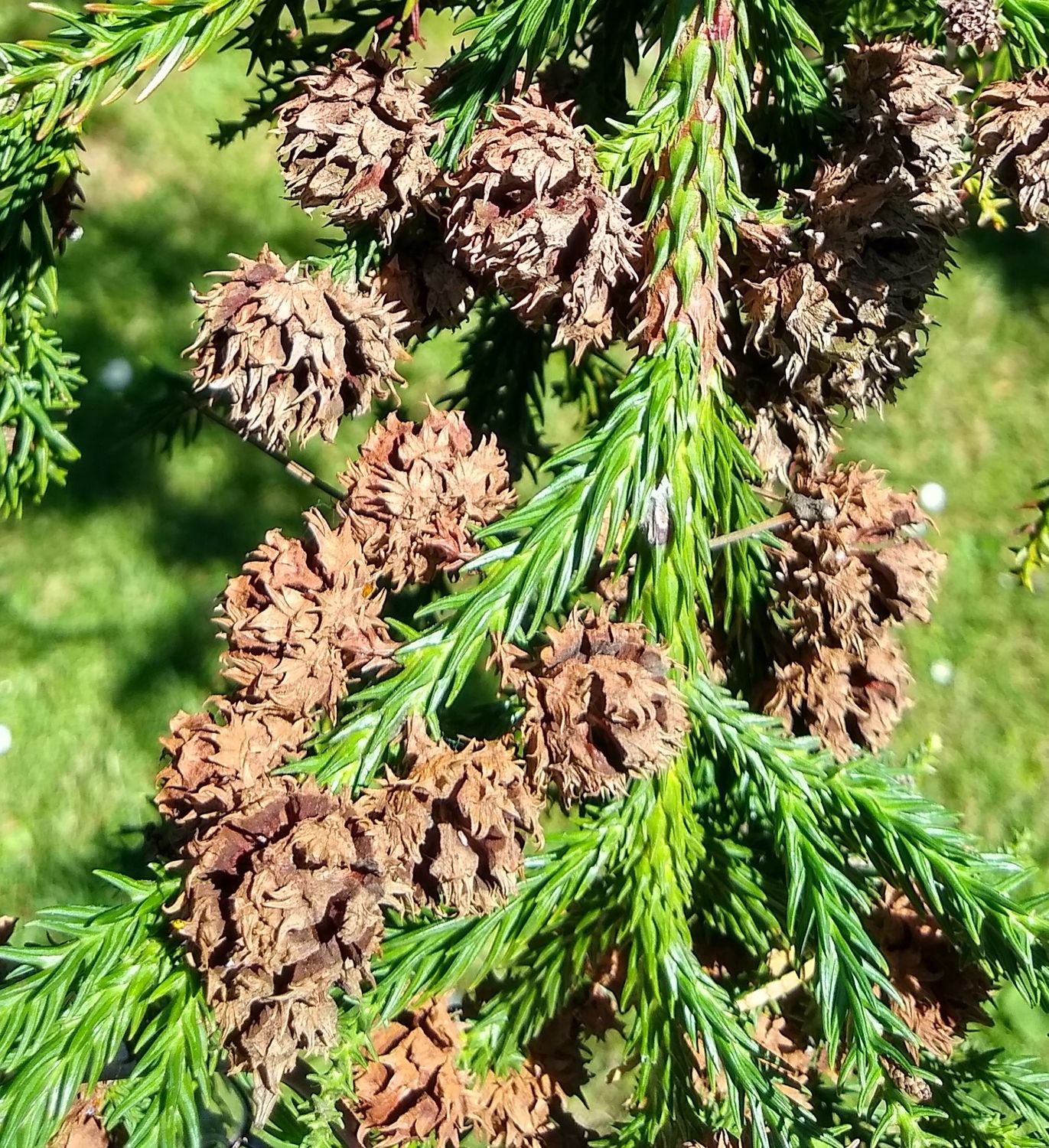 Cryptomeria- 3 gal. | PLANTWORX NURSERY