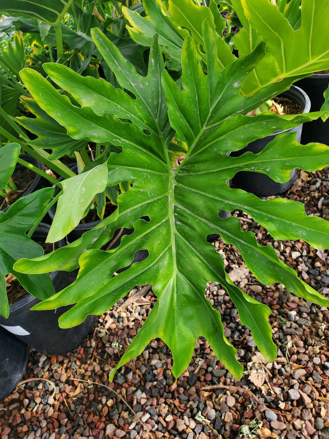 PLANTWORX NURSERY | UPDATED DAILY