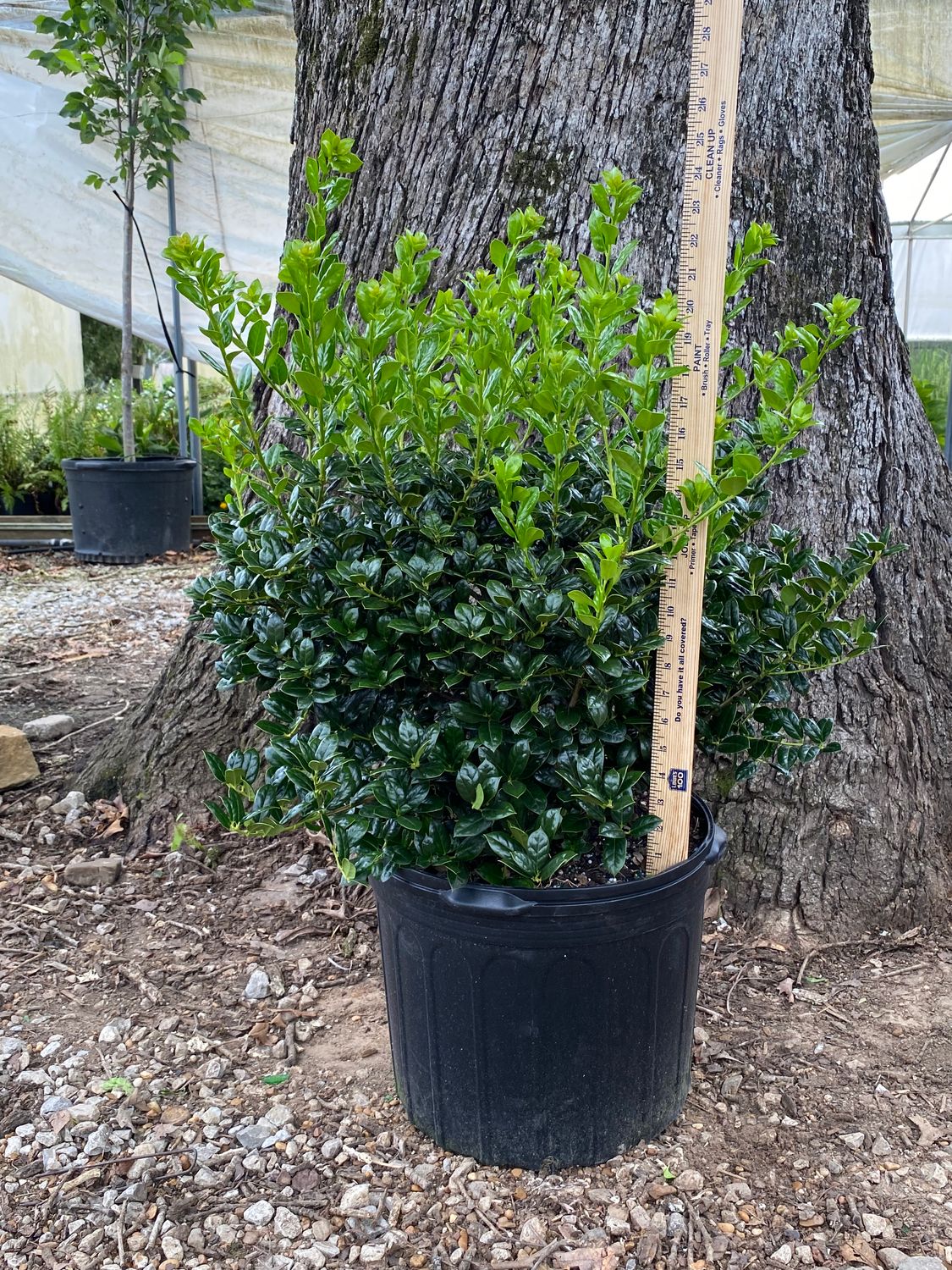 PLANTWORX NURSERY | UPDATED DAILY