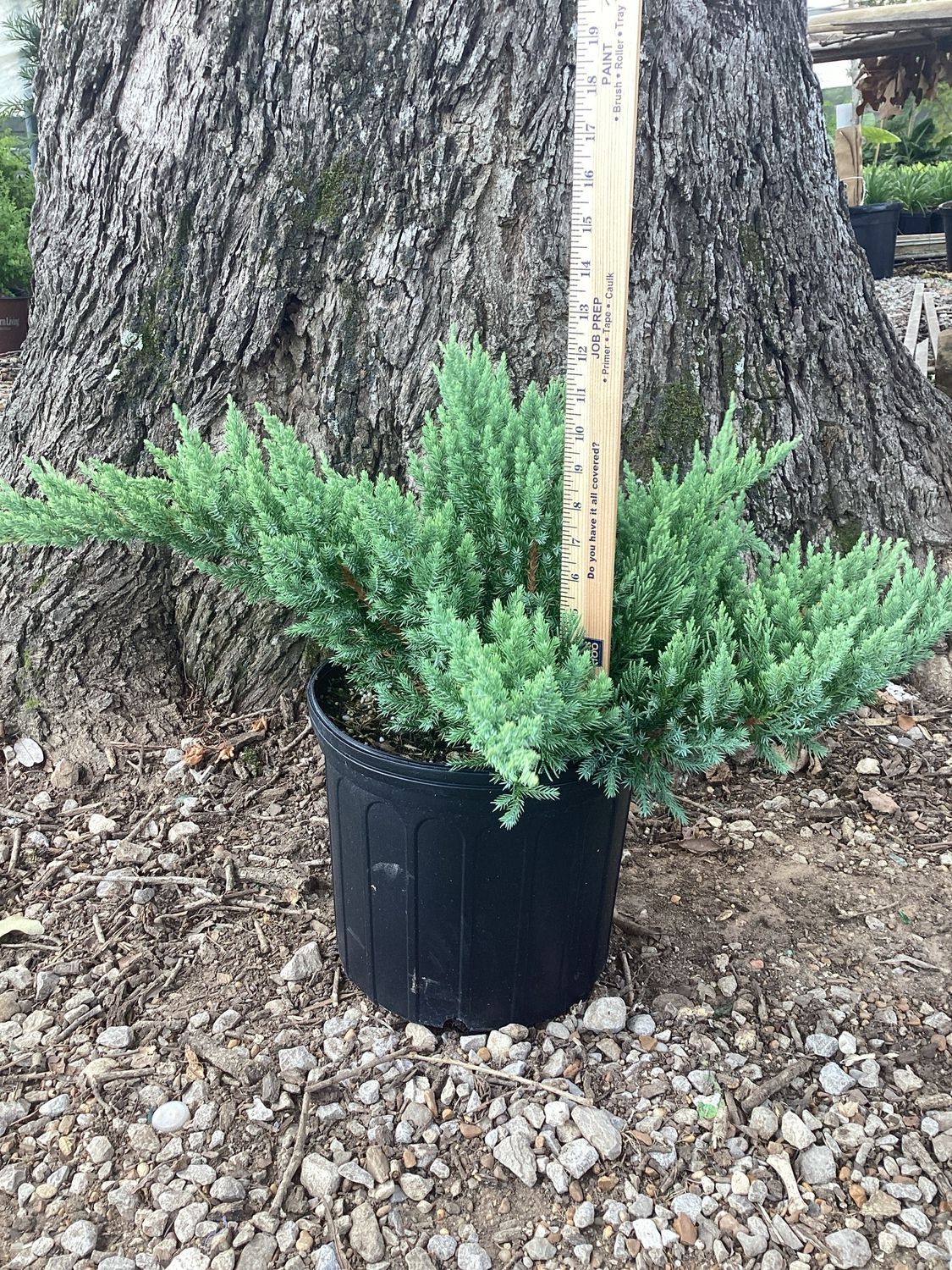 PLANTWORX NURSERY | UPDATED DAILY
