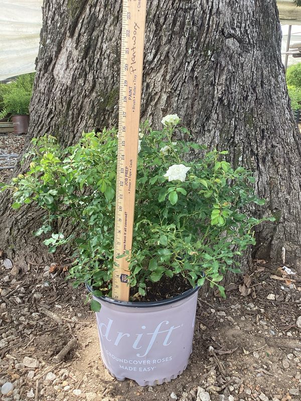 PLANTWORX NURSERY | UPDATED DAILY