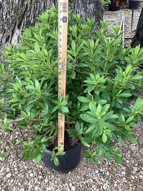 PLANTWORX NURSERY | UPDATED DAILY