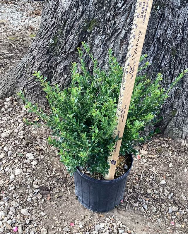 PLANTWORX NURSERY | UPDATED DAILY