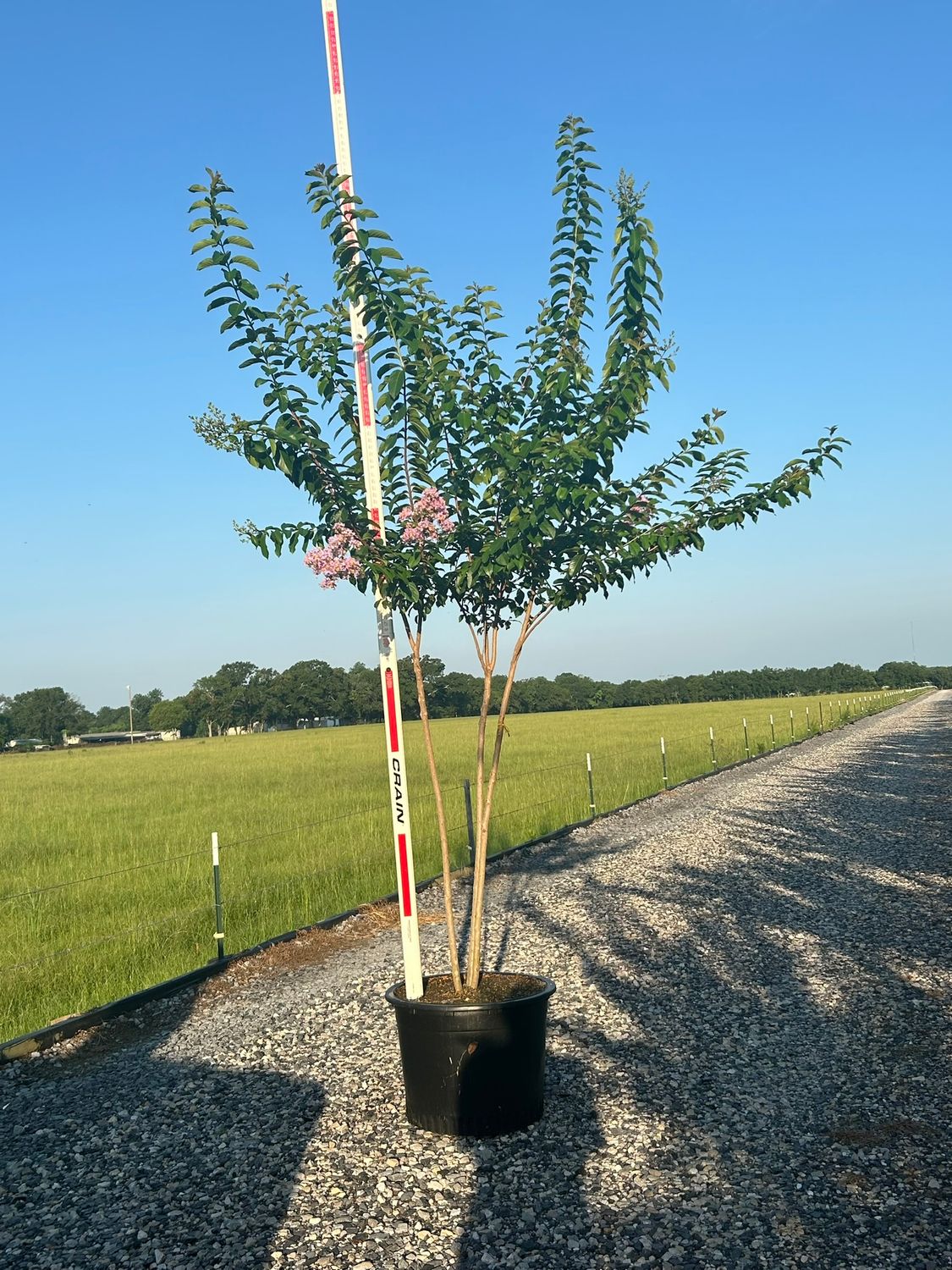 PLANTWORX NURSERY | UPDATED DAILY