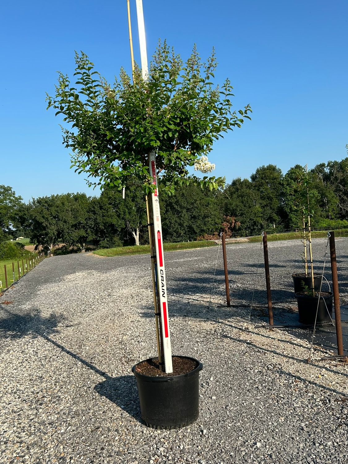 PLANTWORX NURSERY | UPDATED DAILY