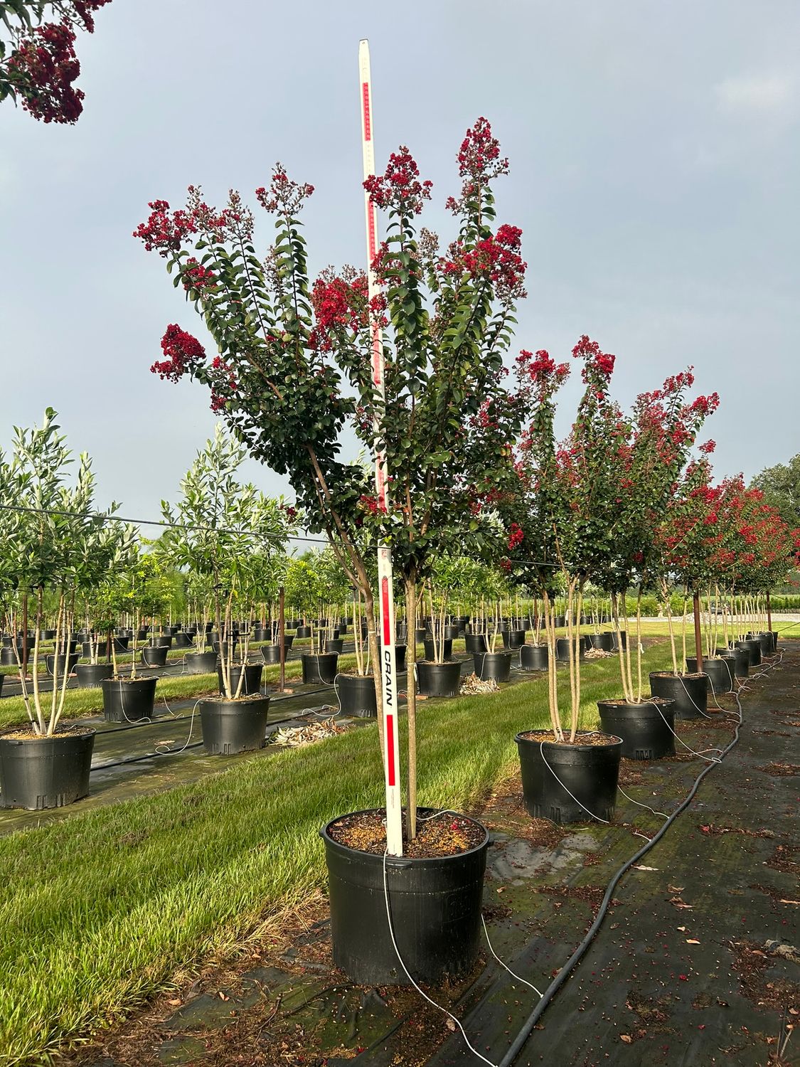 PLANTWORX NURSERY | UPDATED DAILY
