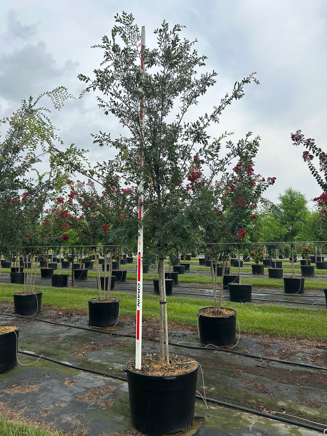 PLANTWORX NURSERY | UPDATED DAILY