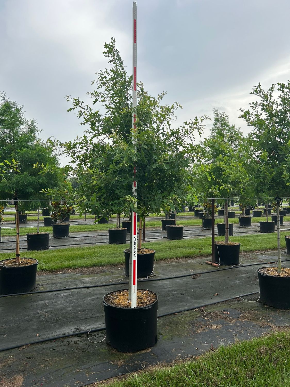 Nuttall Oak Tree- 65 gal. | PLANTWORX NURSERY