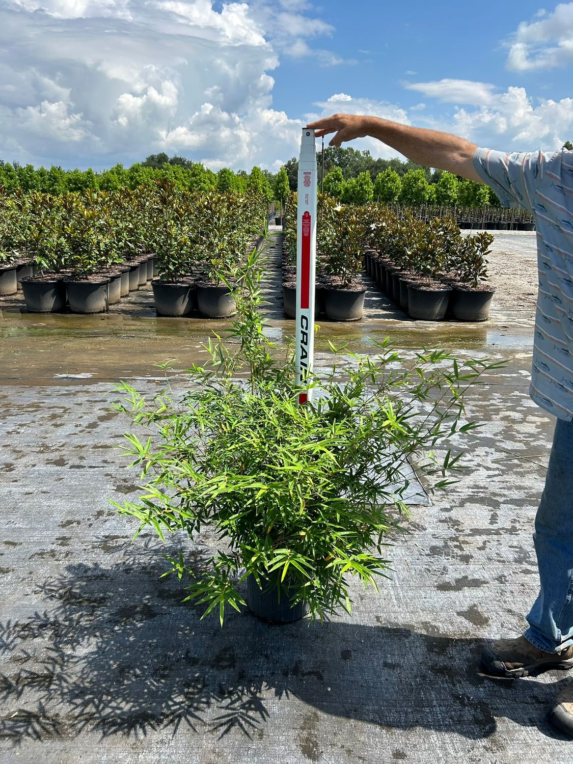 PLANTWORX NURSERY | UPDATED DAILY