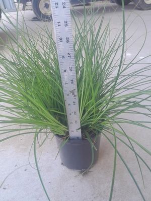 PLANTWORX NURSERY | UPDATED DAILY