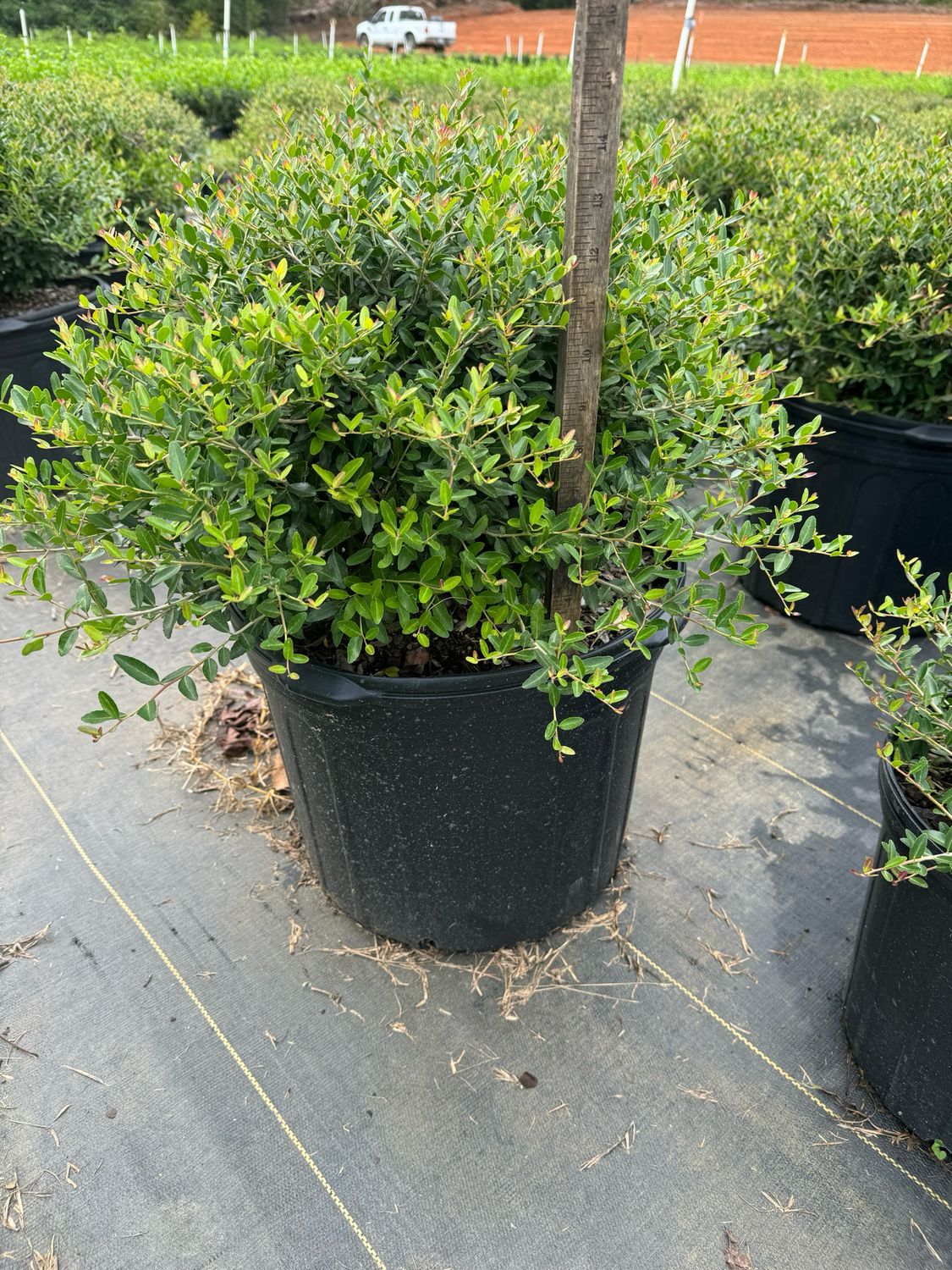 Dwarf Yaupon Holly- 7 gal. | PLANTWORX NURSERY