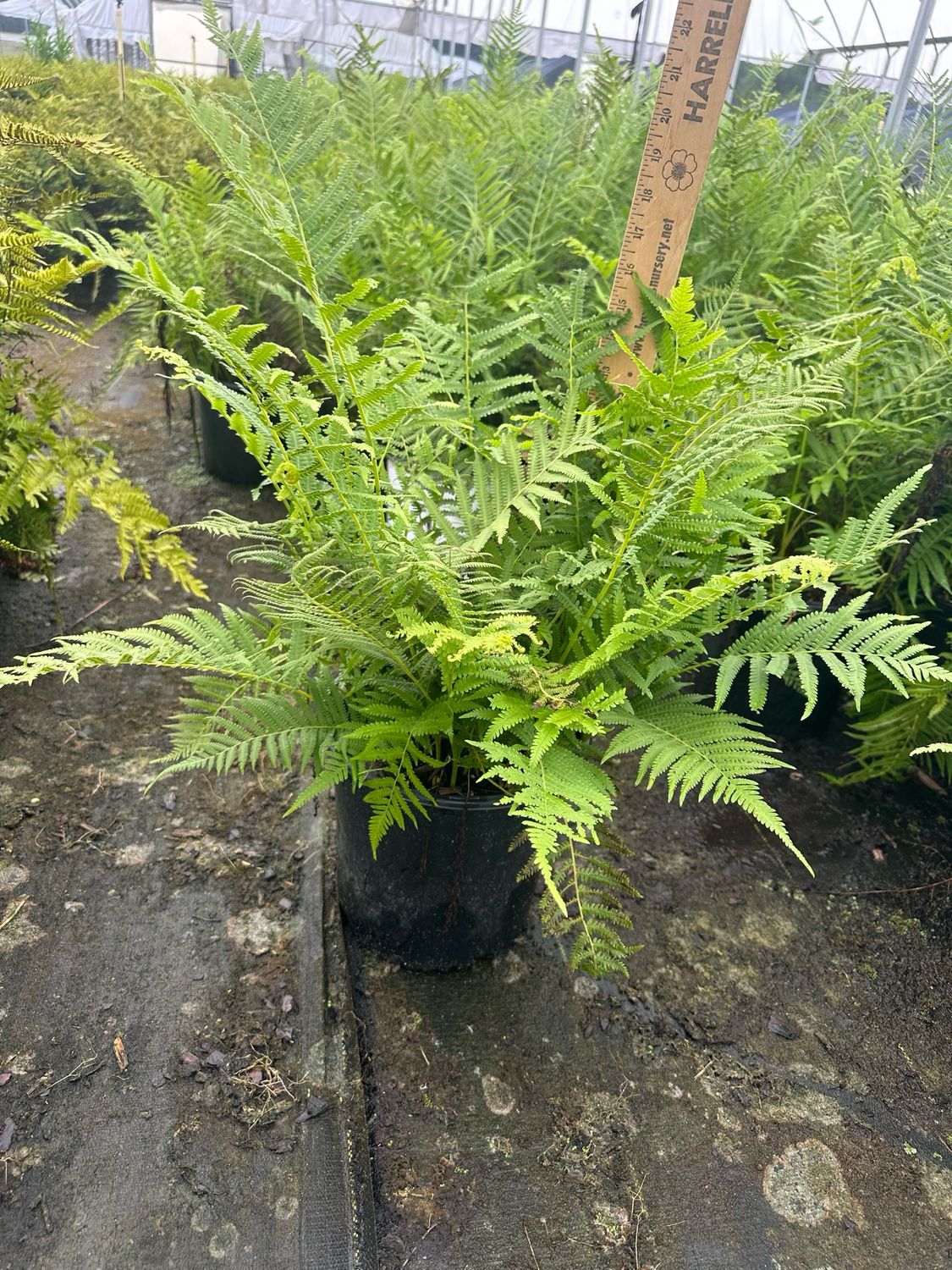 PLANTWORX NURSERY | UPDATED DAILY