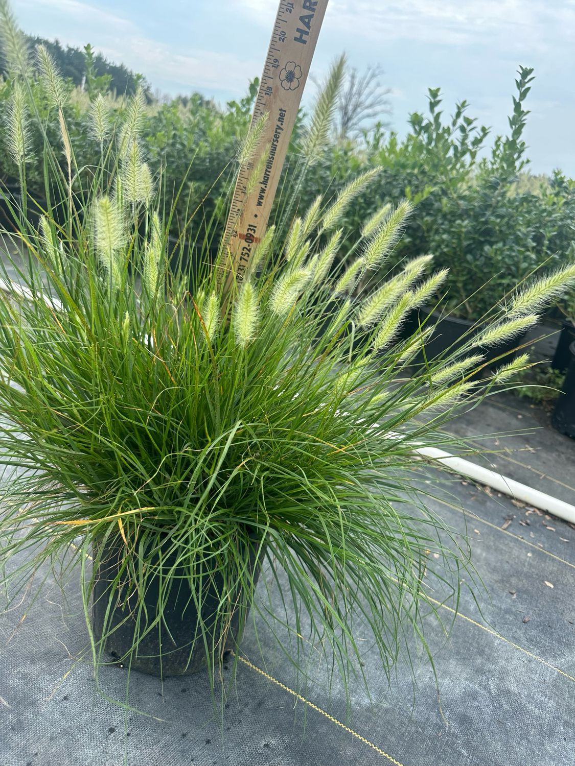 PLANTWORX NURSERY | UPDATED DAILY