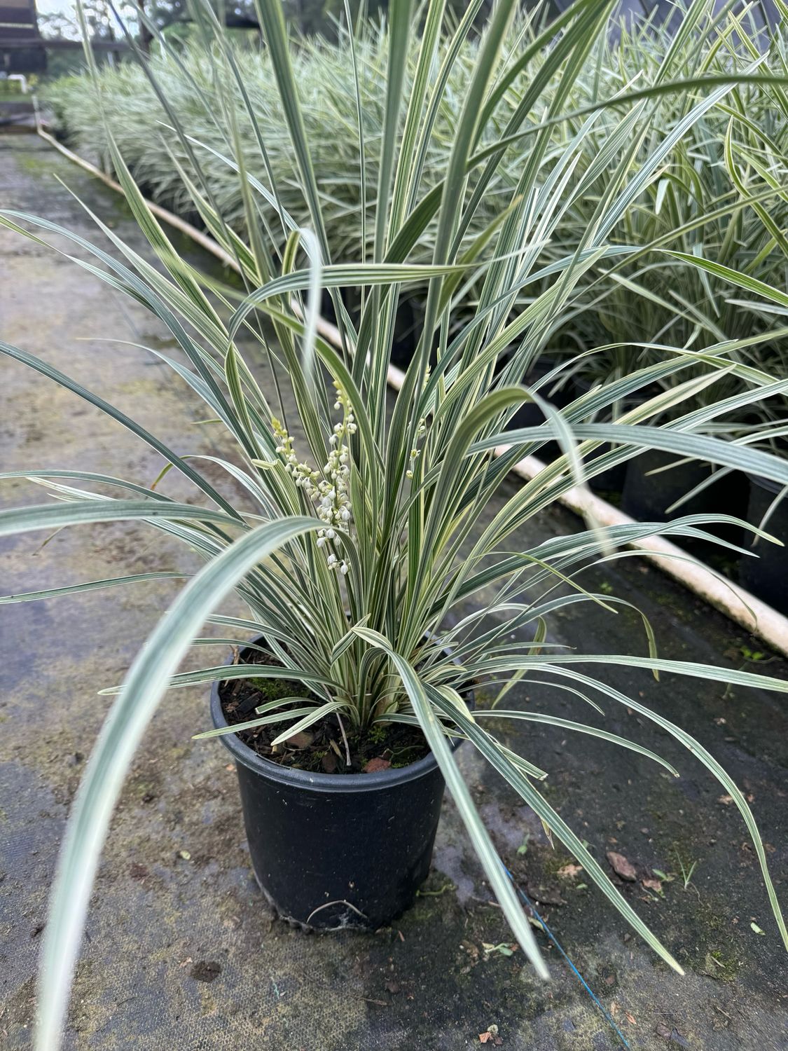 Aztec Grass- 1 gal. | PLANTWORX NURSERY