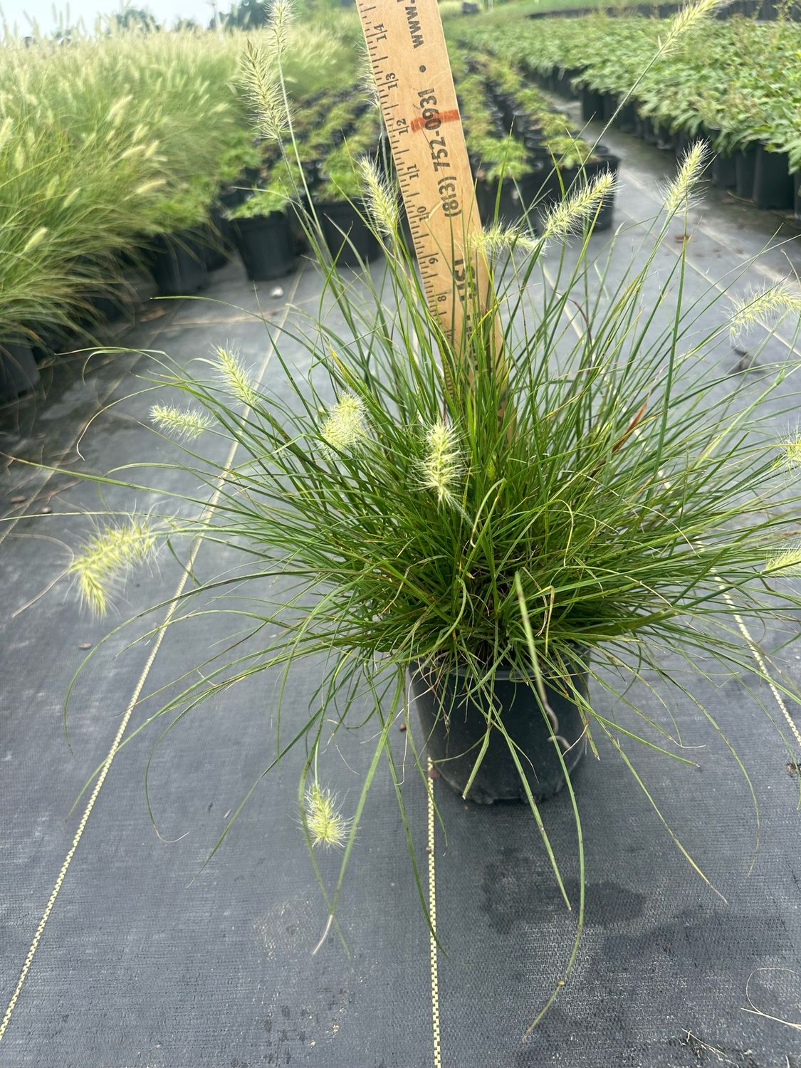 PLANTWORX NURSERY | UPDATED DAILY