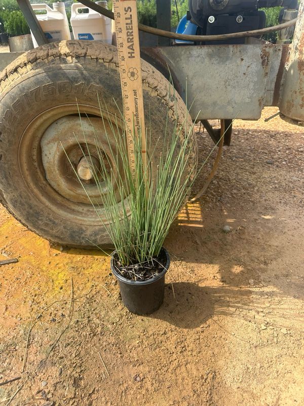 PLANTWORX NURSERY | UPDATED DAILY