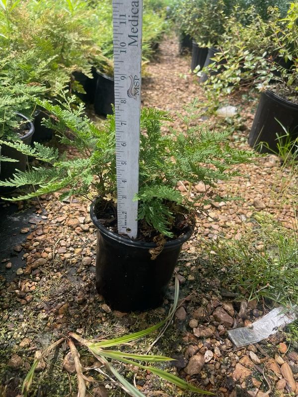 PLANTWORX NURSERY | UPDATED DAILY