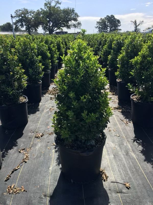 PLANTWORX NURSERY | UPDATED DAILY
