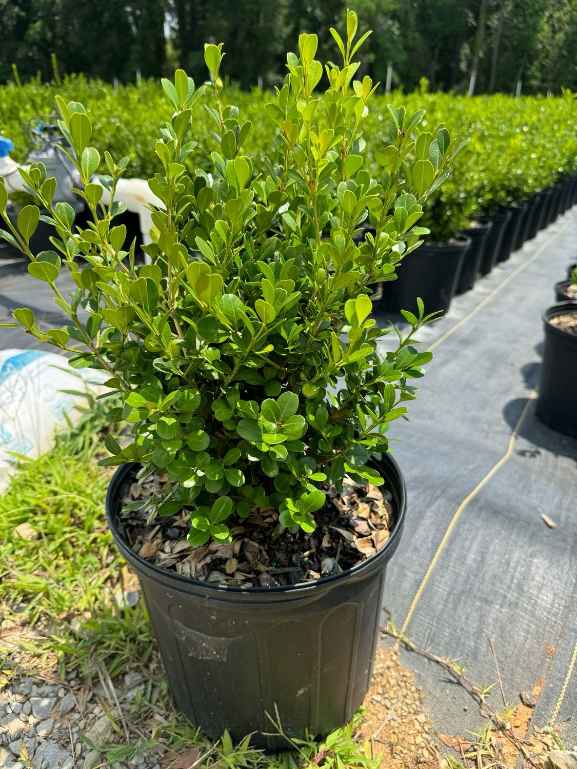 Japanese Boxwood- 3 gal. | PLANTWORX NURSERY