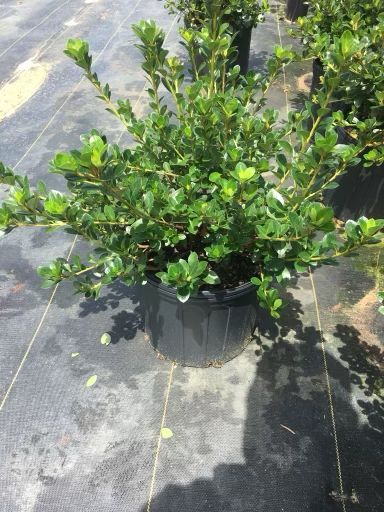Conversation Piece Azalea- 3 gal. | PLANTWORX NURSERY