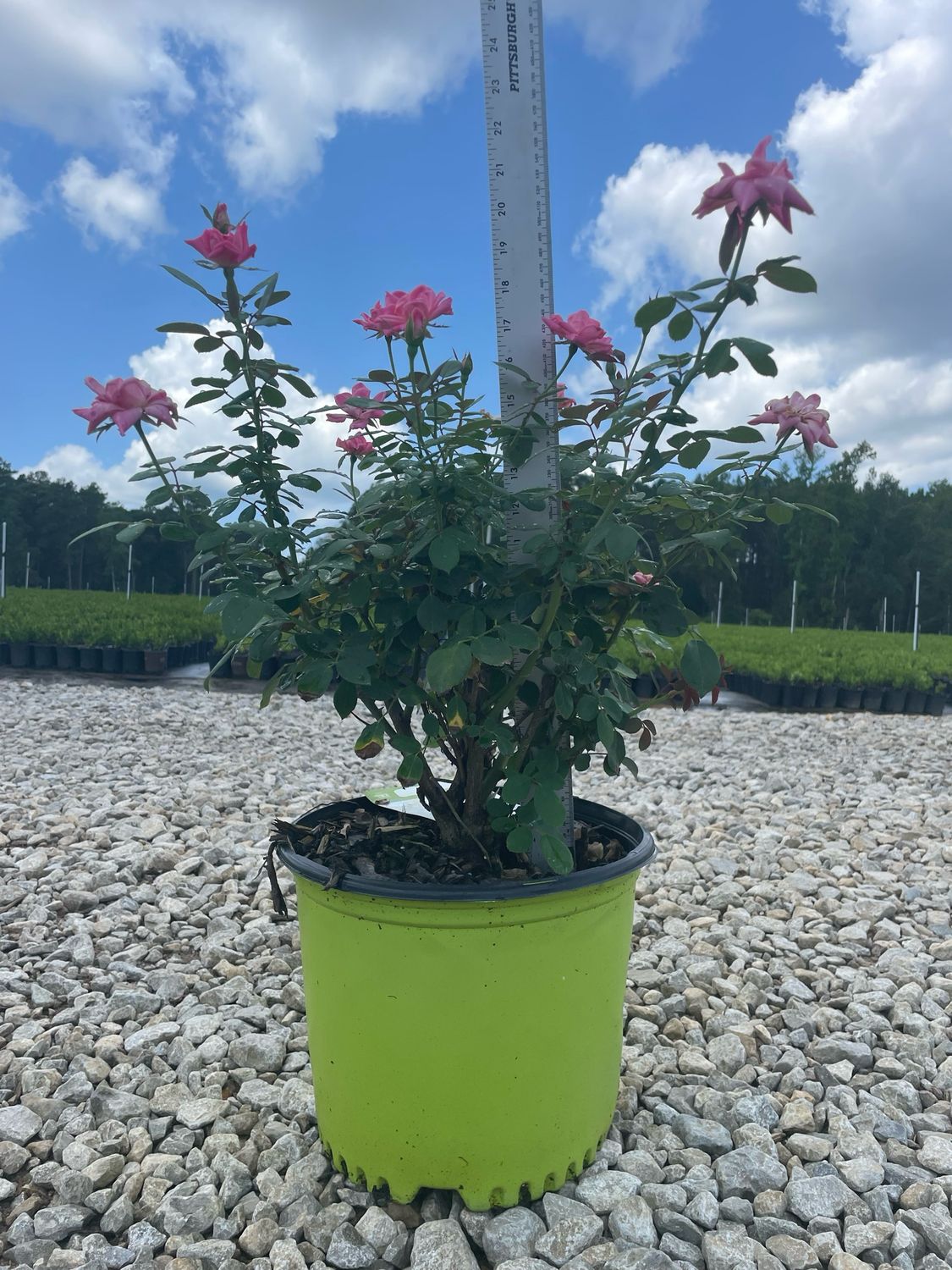 Double Pink Knock Out Rose- 3 gal. | PLANTWORX NURSERY