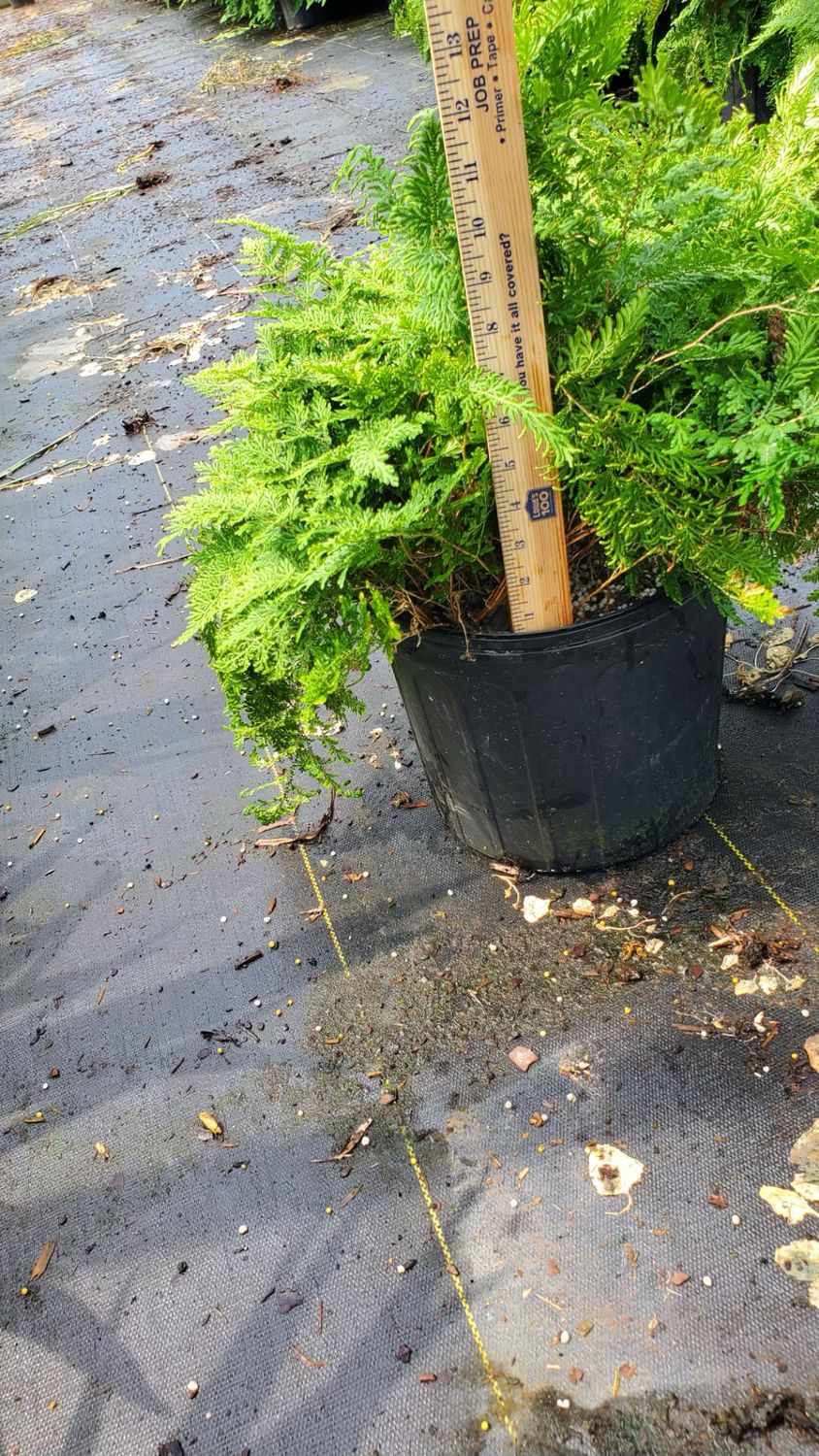 PLANTWORX NURSERY | UPDATED DAILY