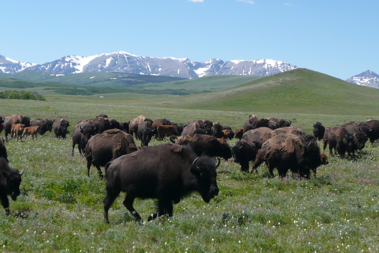 Combo Box - Bison & Beef