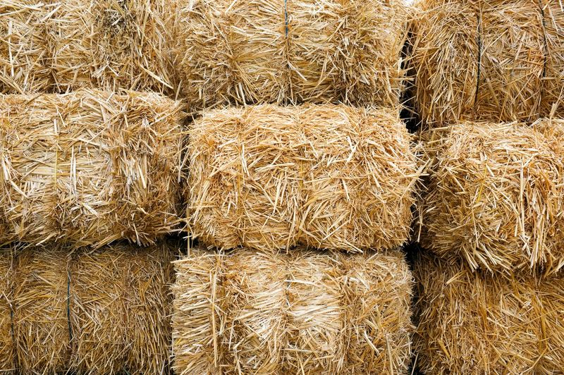 Hay | Shop Locally Sources Hay For Your livestock Online