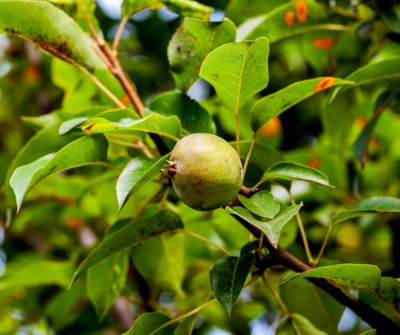 Fruit | Direct from the Market