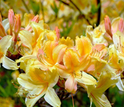 Shop - Foliage for Sale